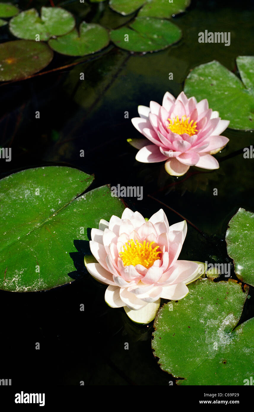 Nymphaea 'Darwin' water lilies at Palmengarten (botanical gardens) in ...