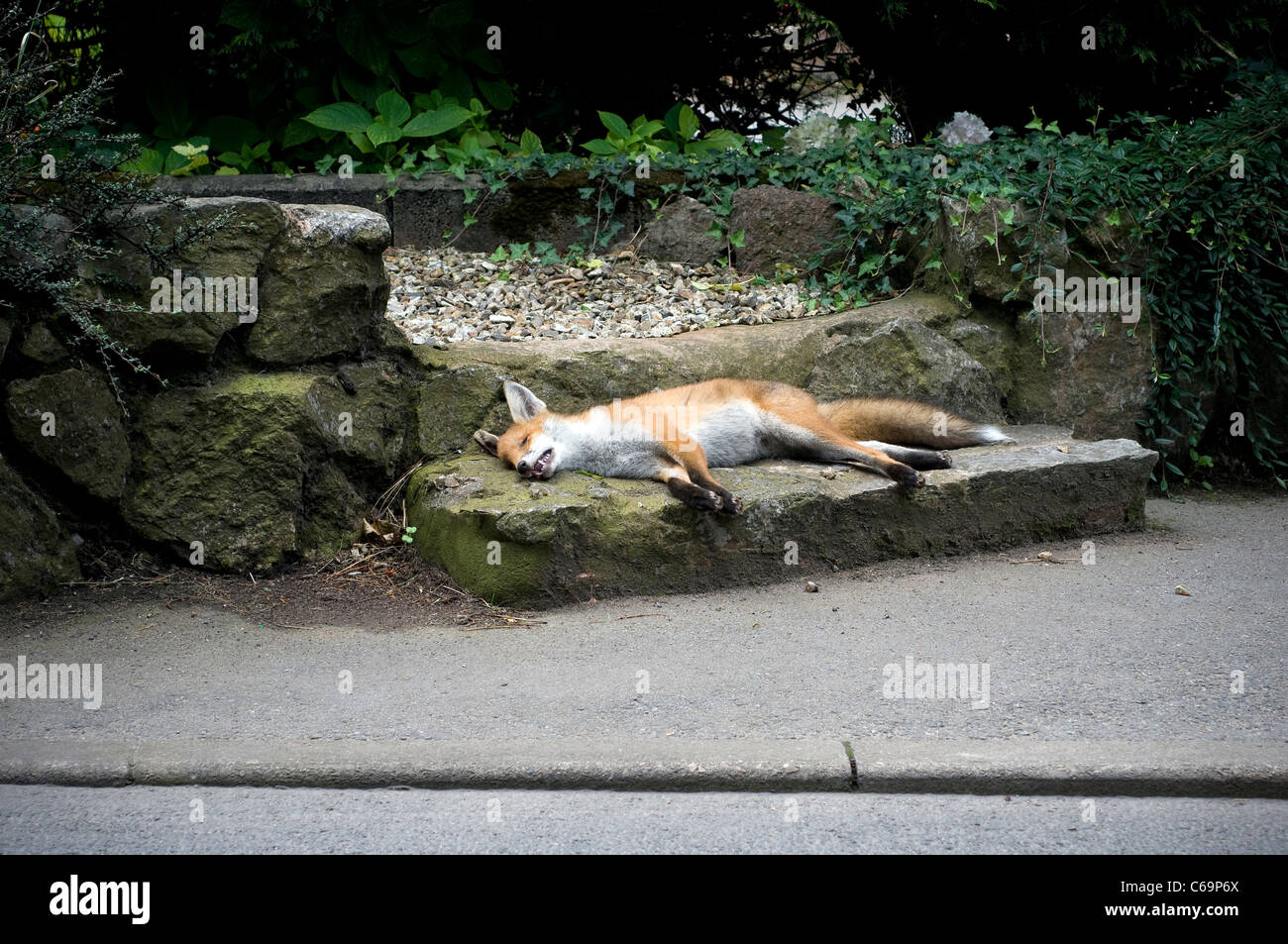 Mad Red Fox Died