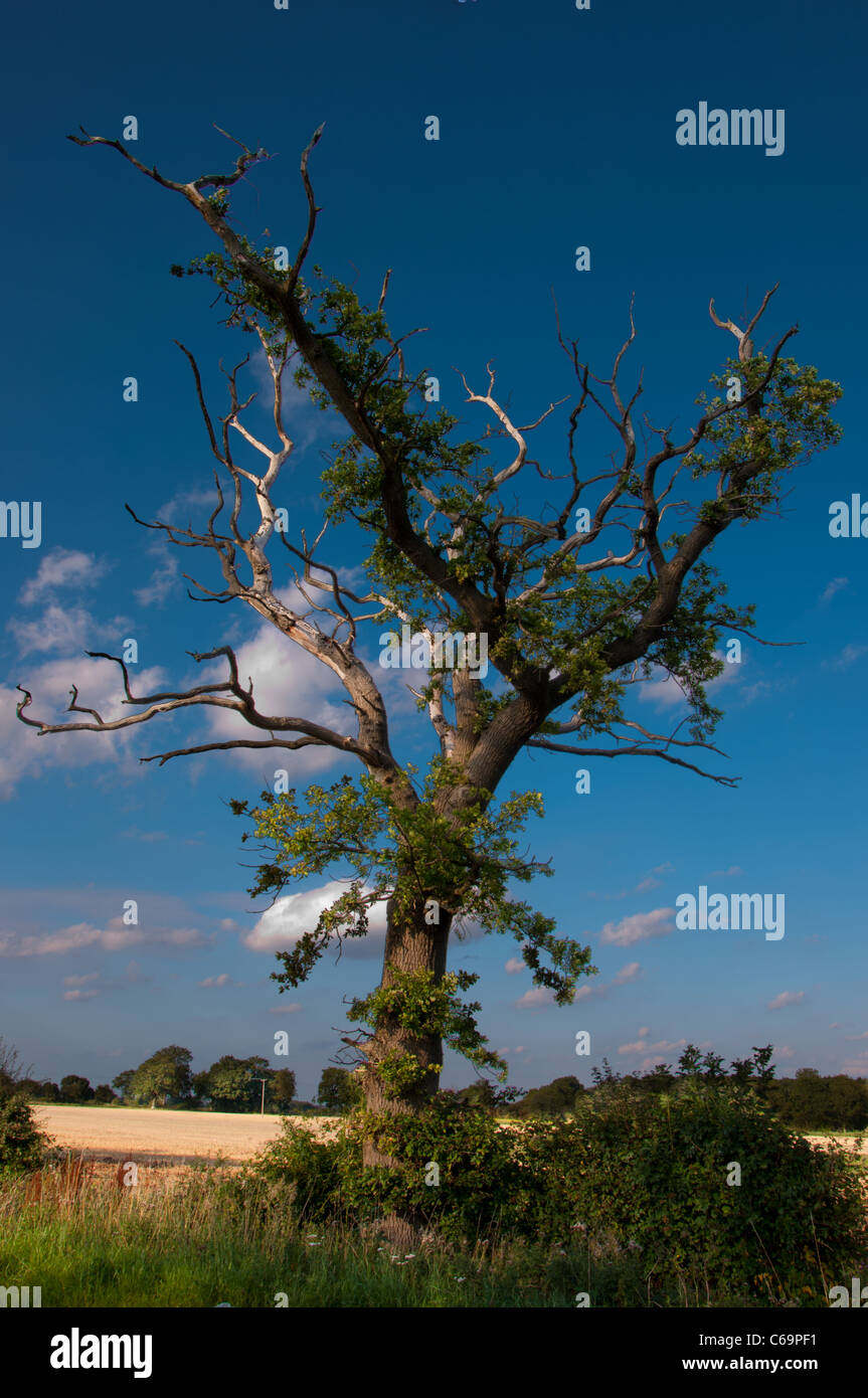 Stag head hi-res stock photography and images - Alamy