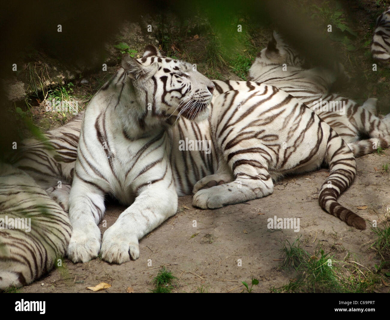 Extremely rare white tigers in zooparc de Beauval in Saint Aignan ...