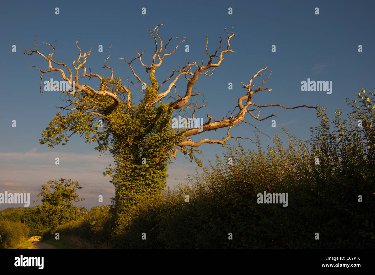 Stag head hi-res stock photography and images - Alamy