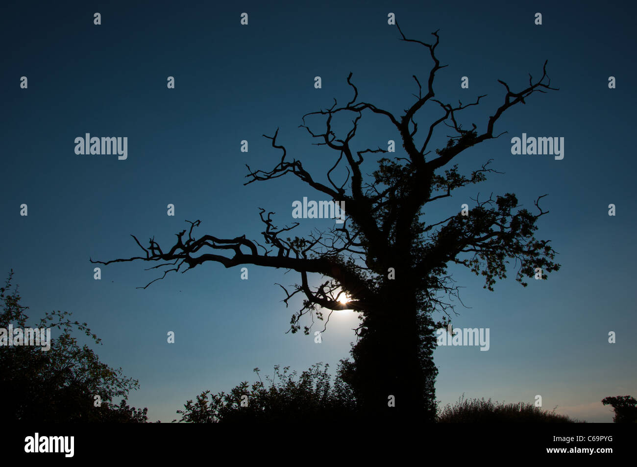 Stag head hi-res stock photography and images - Alamy