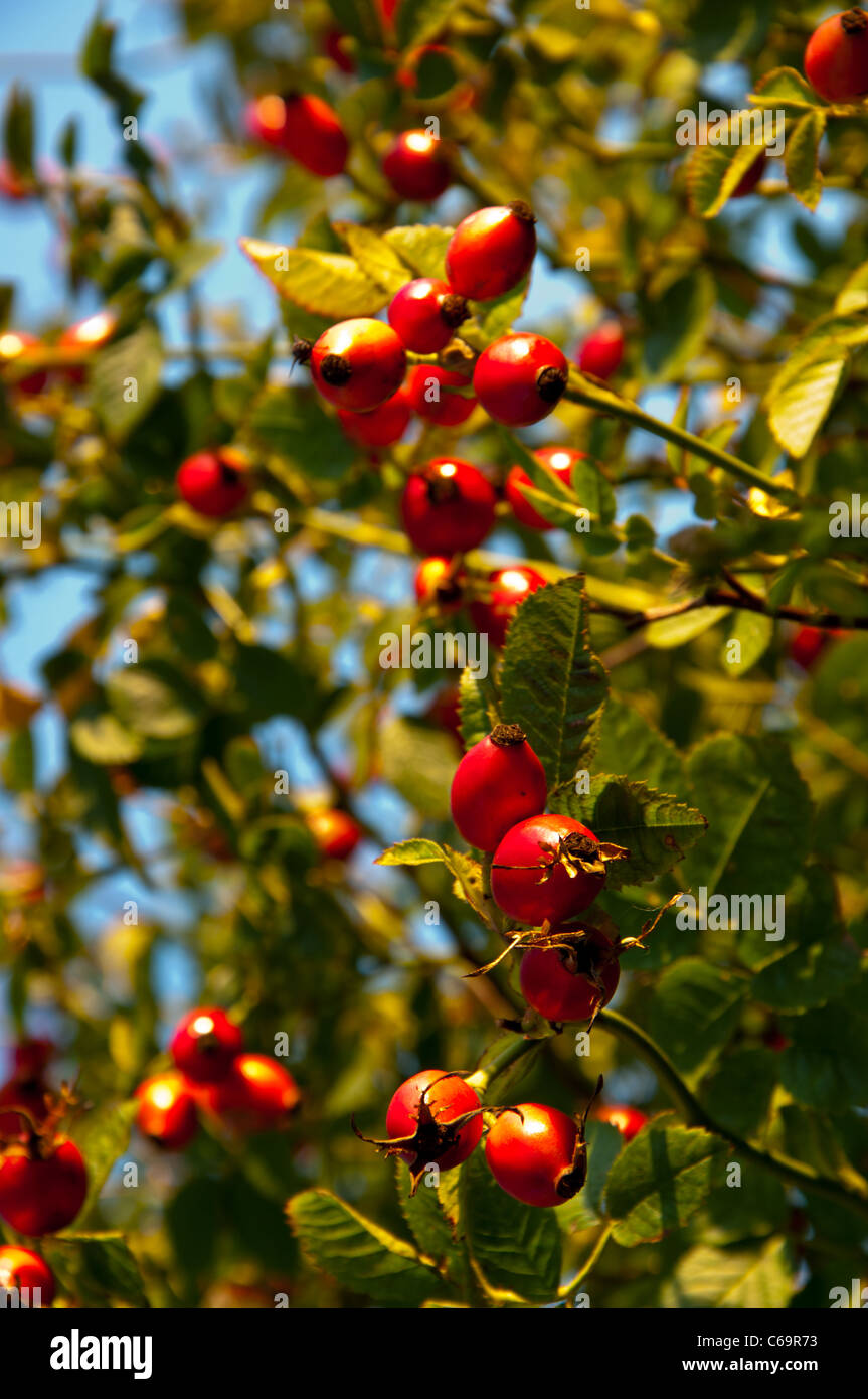 Rosa Canina Hips High Resolution Stock Photography and Images - Alamy