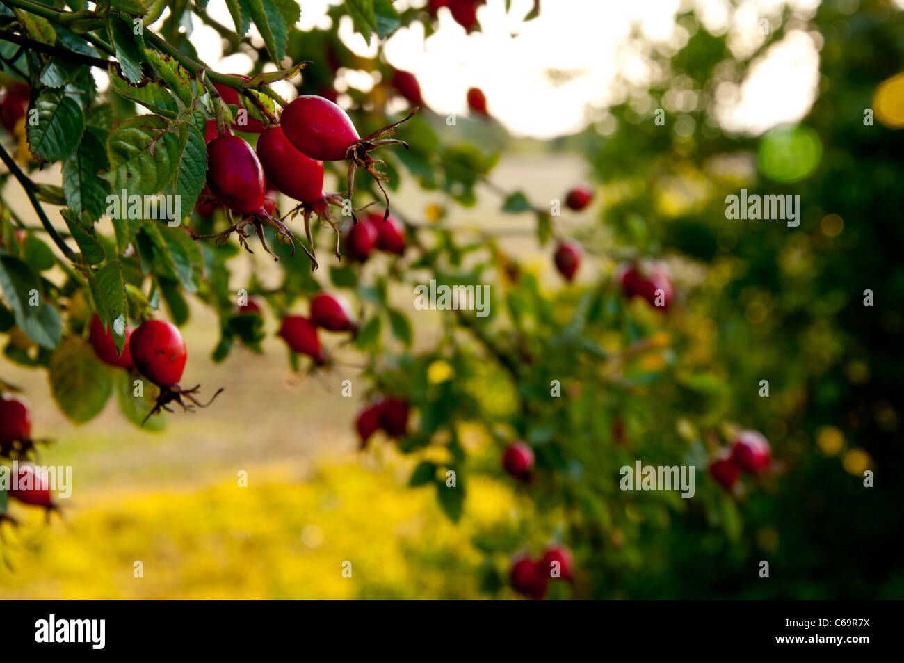 dog Rose Hips on the bush Rosa canina Stock Photo - Alamy