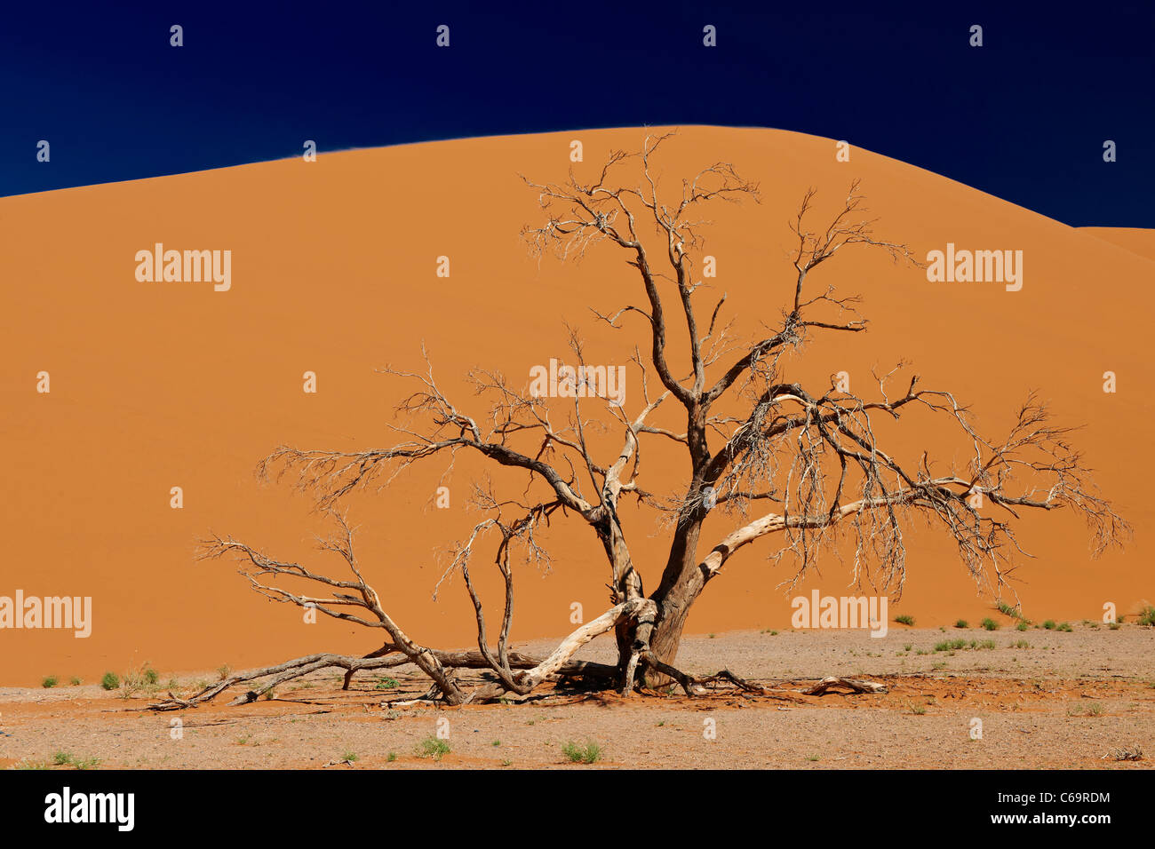 tree and dunes in desert landscape of Namib at Sossusvlei, Namib ...