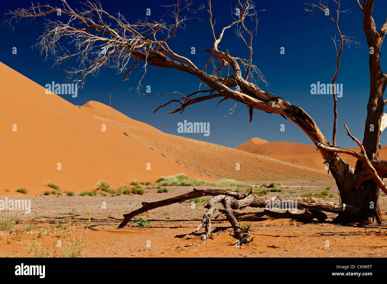 tree and dunes in desert landscape of Namib at Sossusvlei, Namib ...