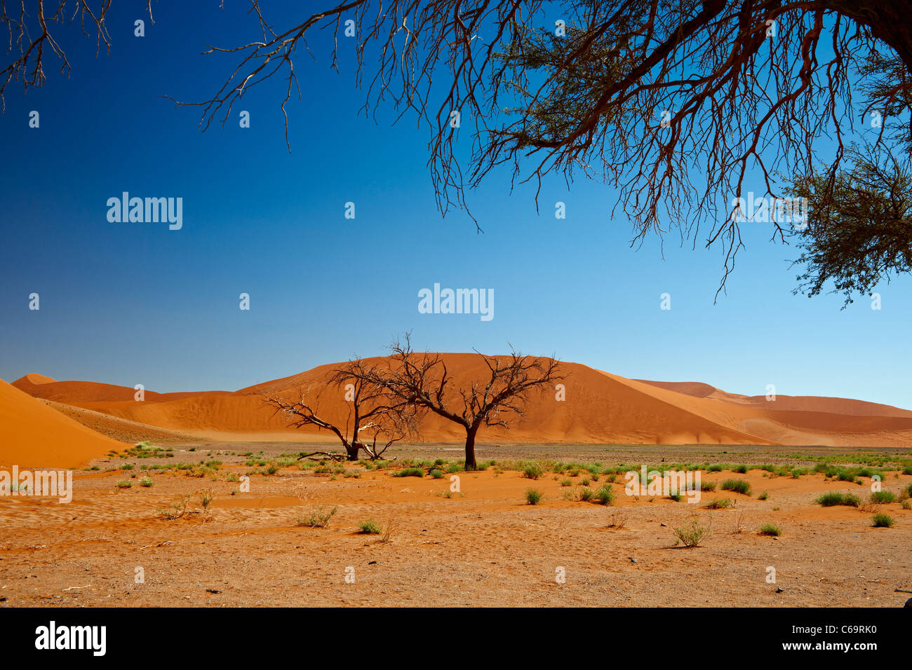 tree and dunes in desert landscape of Namib at Sossusvlei, Namib ...