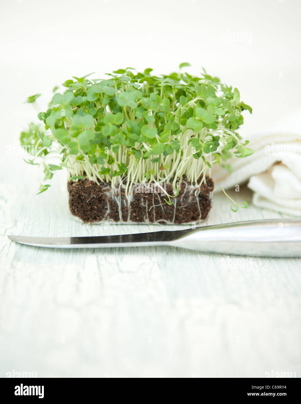 Cress Leaves High Resolution Stock Photography and Images - Alamy