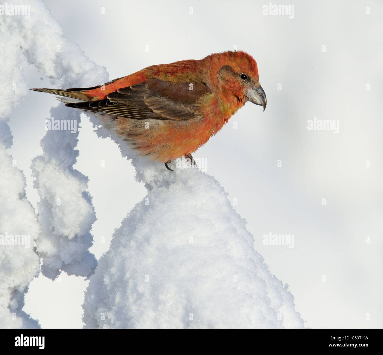 Crossbill hi-res stock photography and images - Alamy