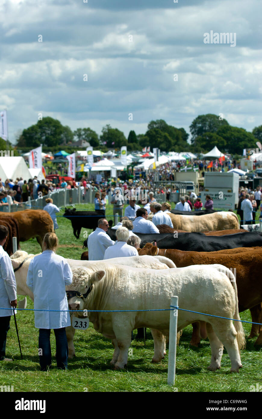 View of the cattle judging area at the Mid Devon Show Stock Photo - Alamy