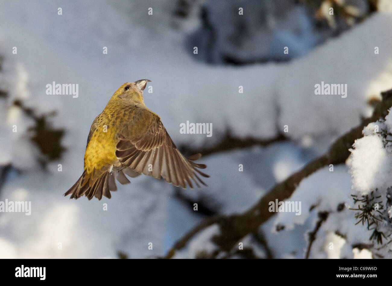 Common Crossbill, Red Crossbill (Loxia curvirostra). Female in flight ...