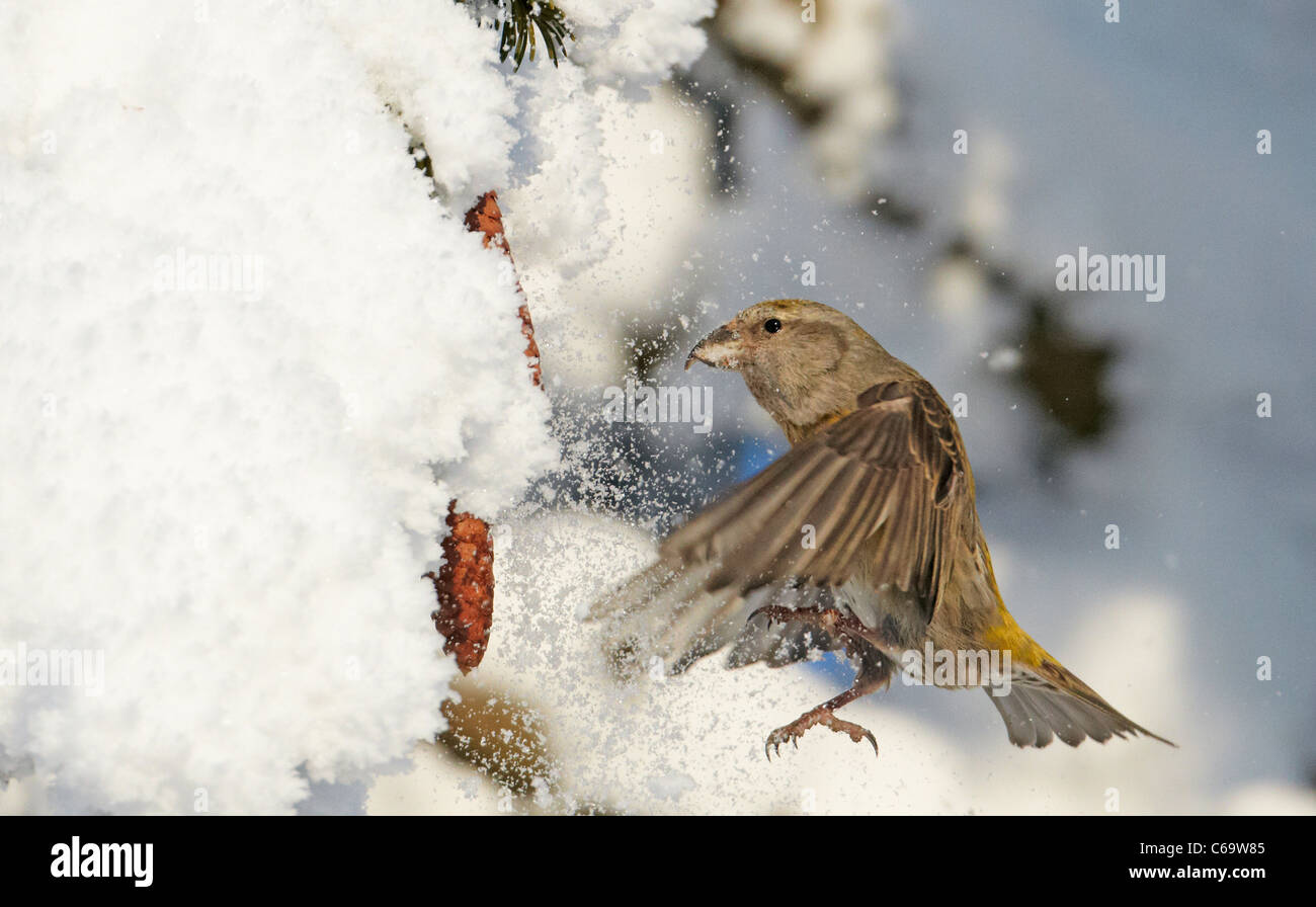 Female common crossbill hi-res stock photography and images - Alamy
