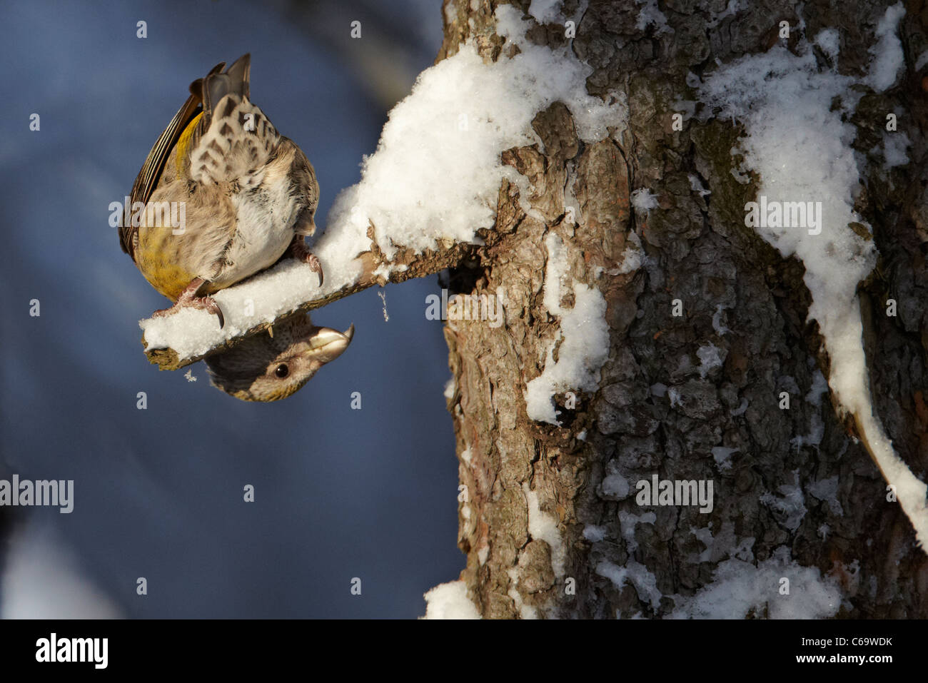 Common Crossbill, Red Crossbill (Loxia curvirostra). Female hanging ...