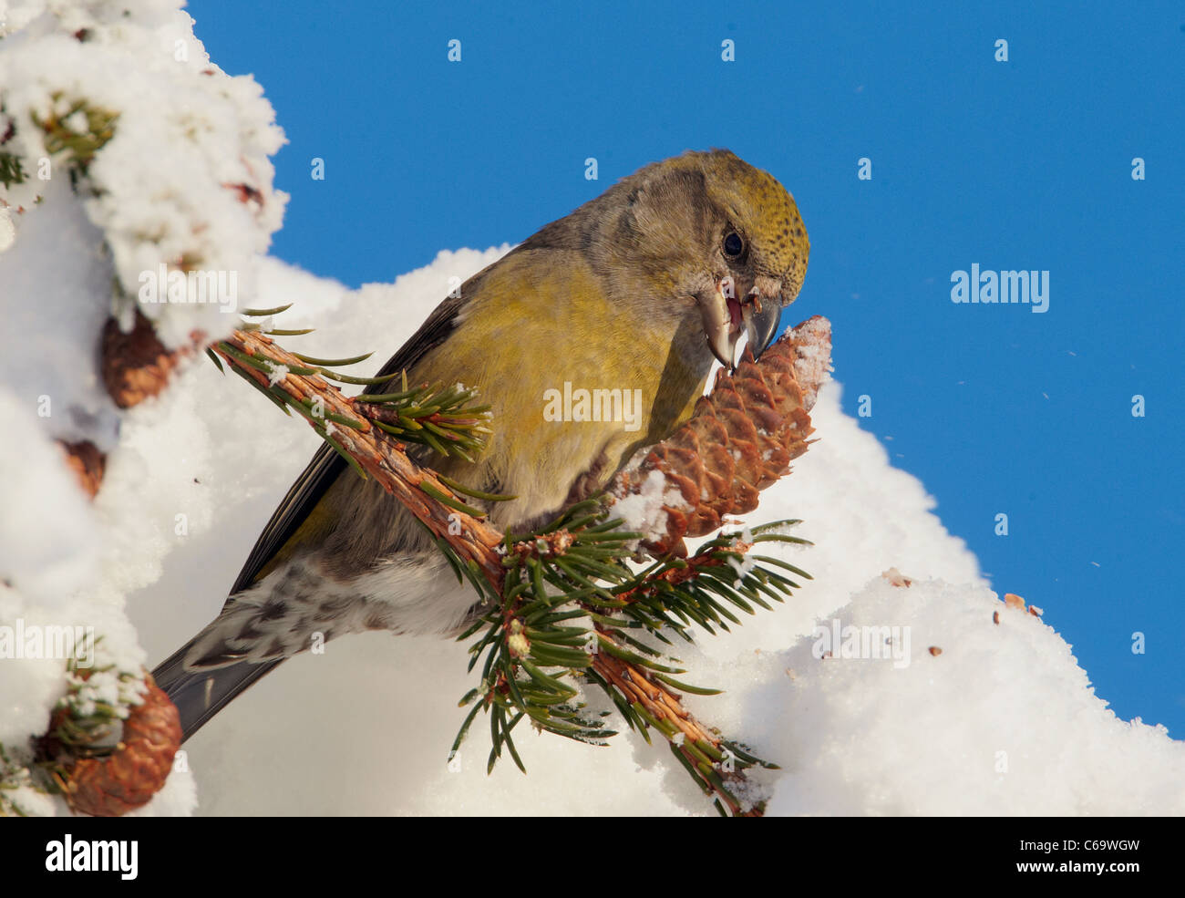 Red crossbill eating cone seeds hi-res stock photography and images - Alamy