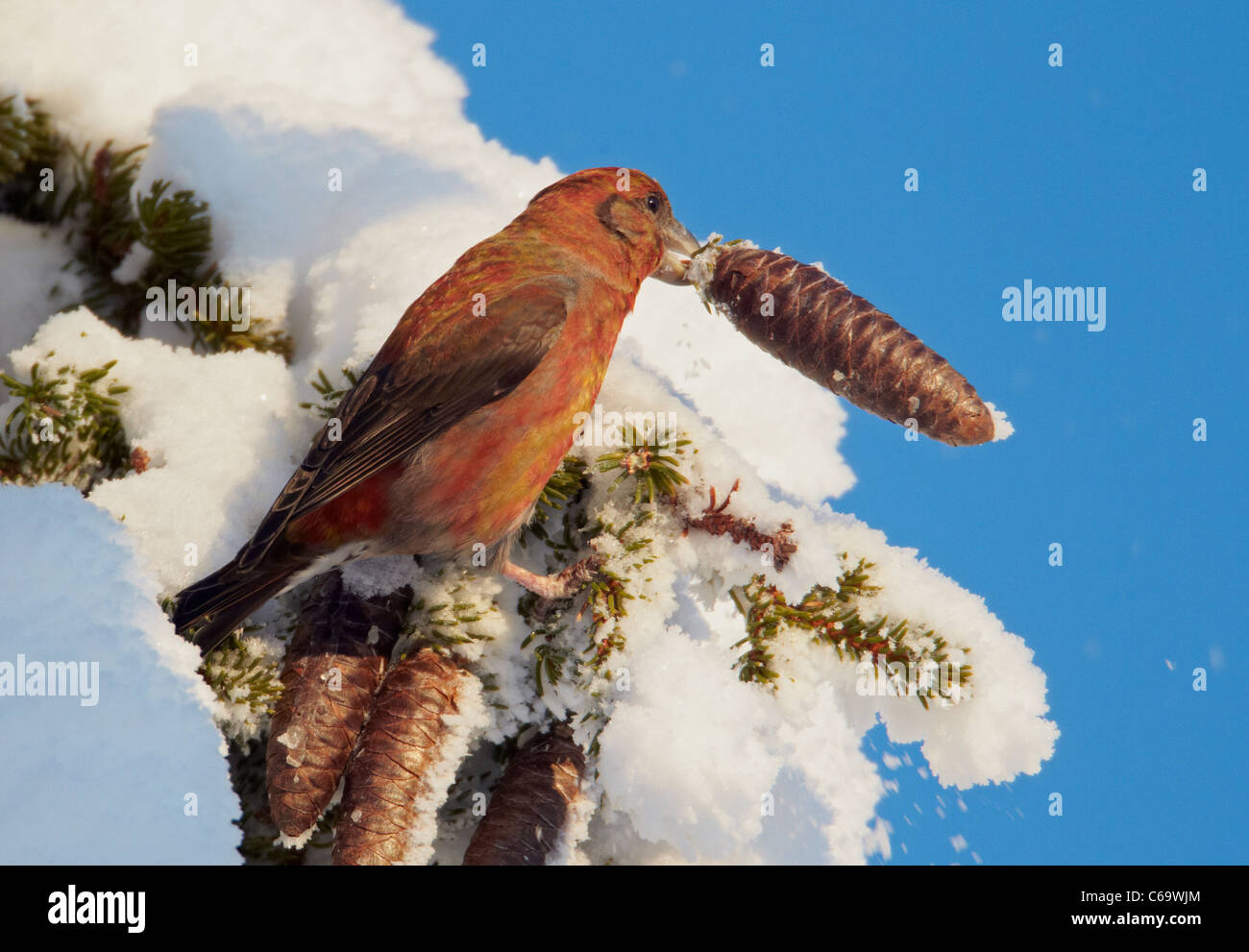 Throwing the bird hi-res stock photography and images - Alamy