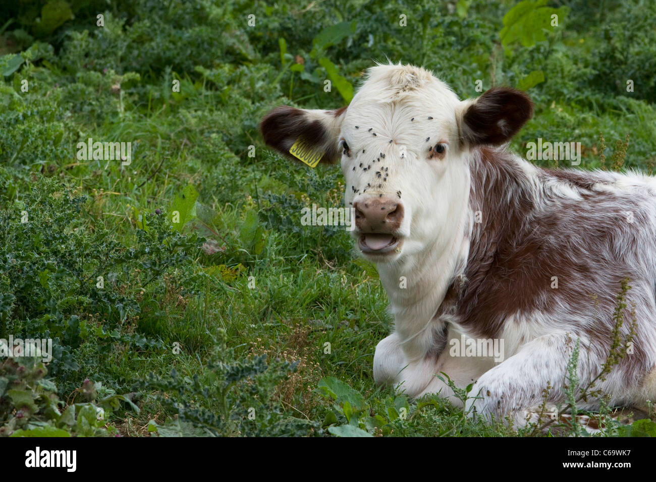 Calf laying hi-res stock photography and images - Alamy