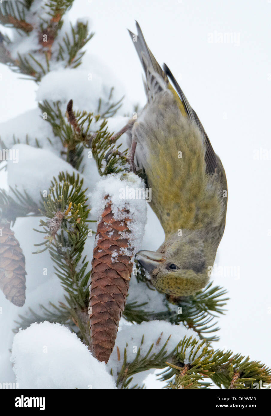 Common Crossbill, Red Crossbill (Loxia curvirostra). Female eating ...