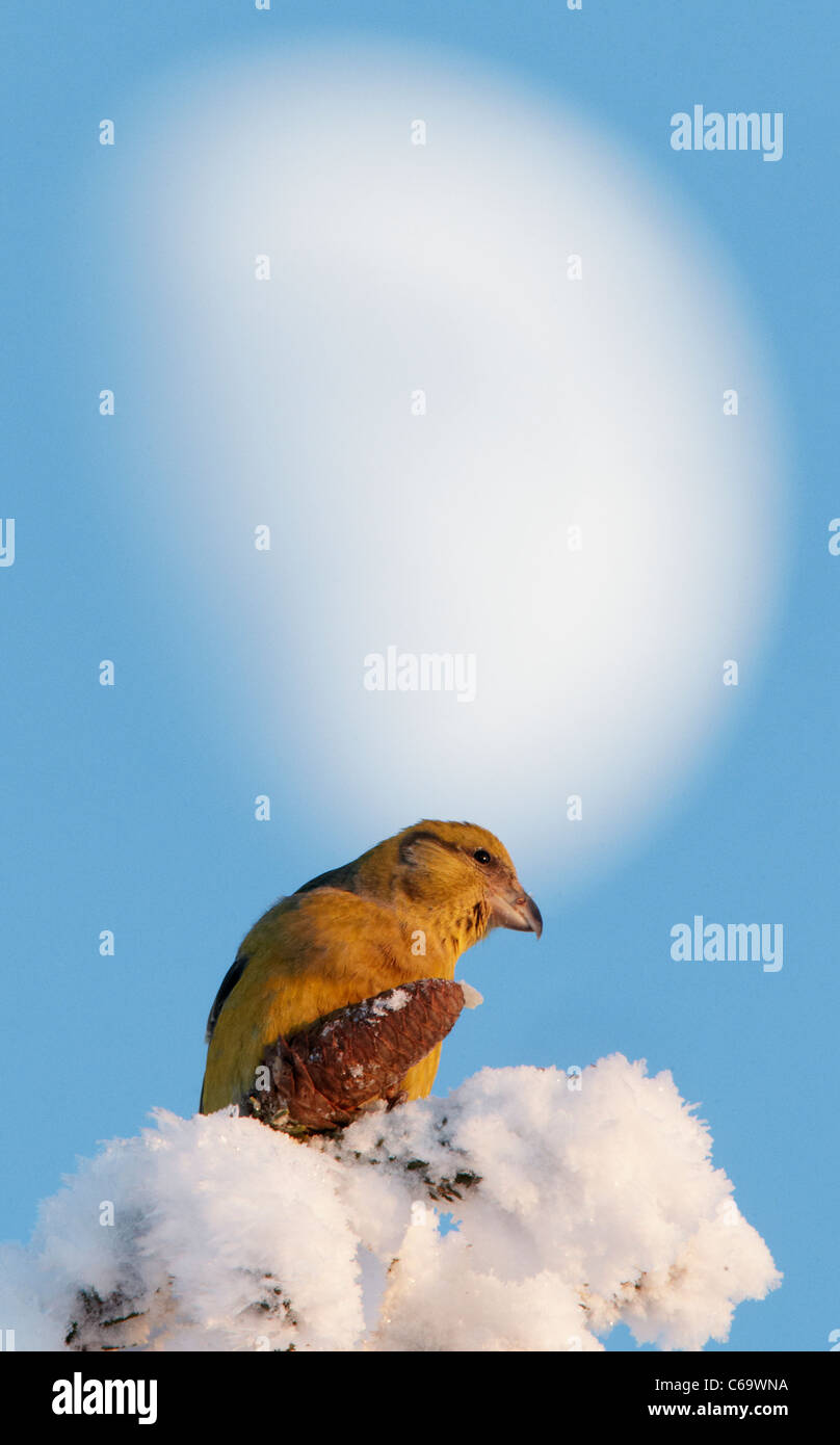 Vertical vertebrate passeriformes passeri female passerine bird ...