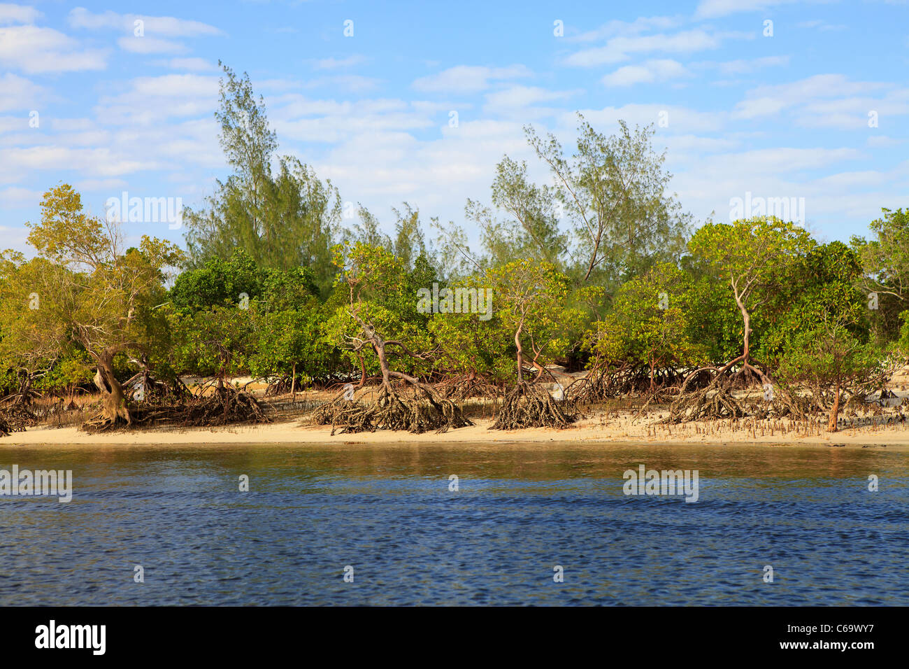 African Trees With Roots High Resolution Stock Photography and Images ...