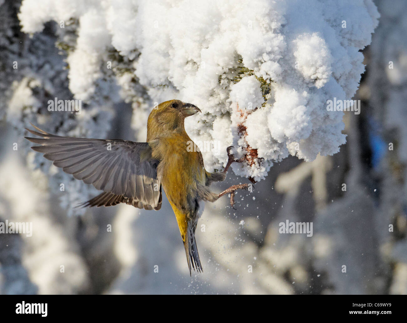 Common Crossbill, Red Crossbill (Loxia curvirostra). Female foraging in ...