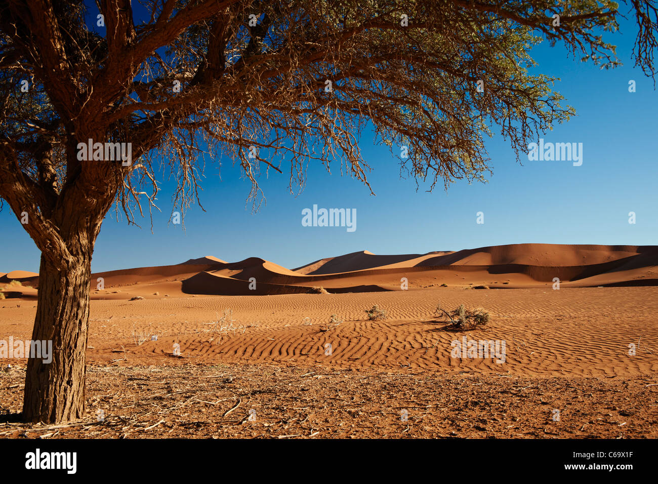 desert landscape of Namib at Sossusvlei, Namib-Naukluft National Park ...