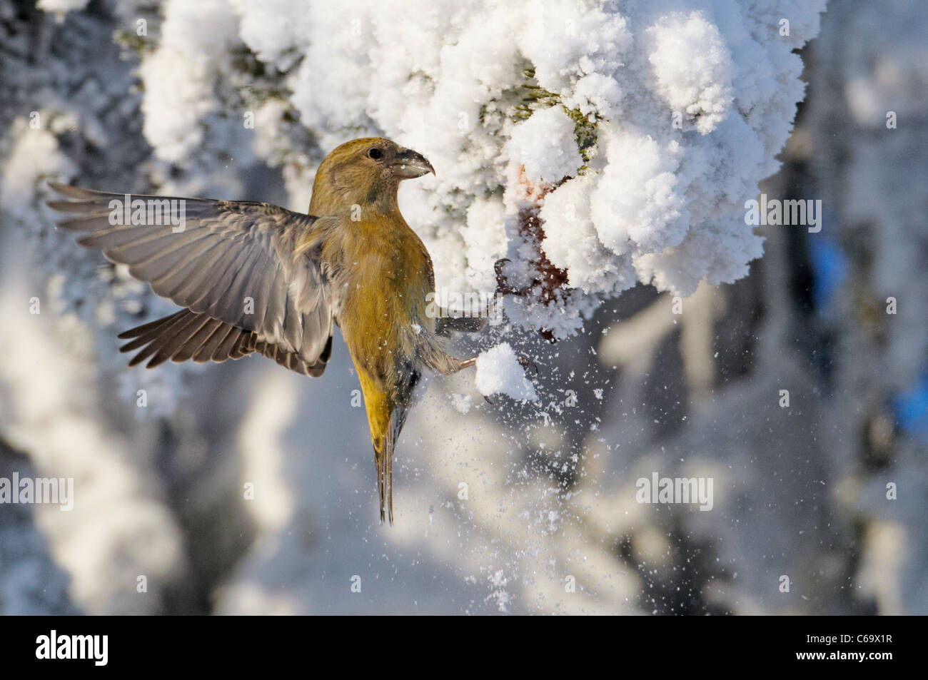 Female common crossbill hi-res stock photography and images - Alamy
