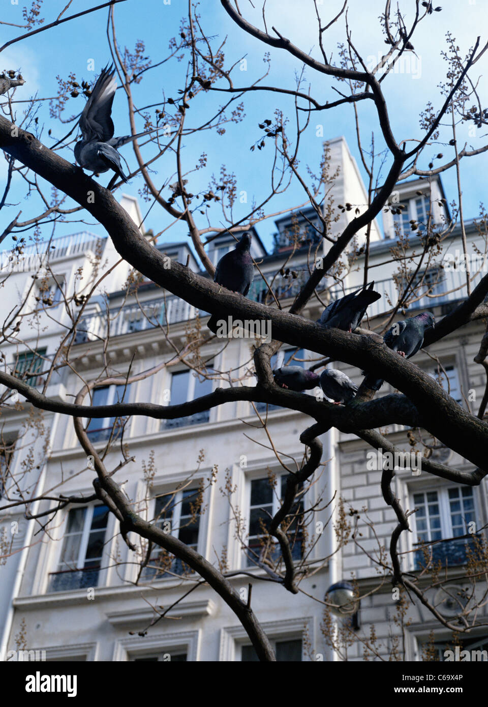 French pigeon perched hi-res stock photography and images - Alamy