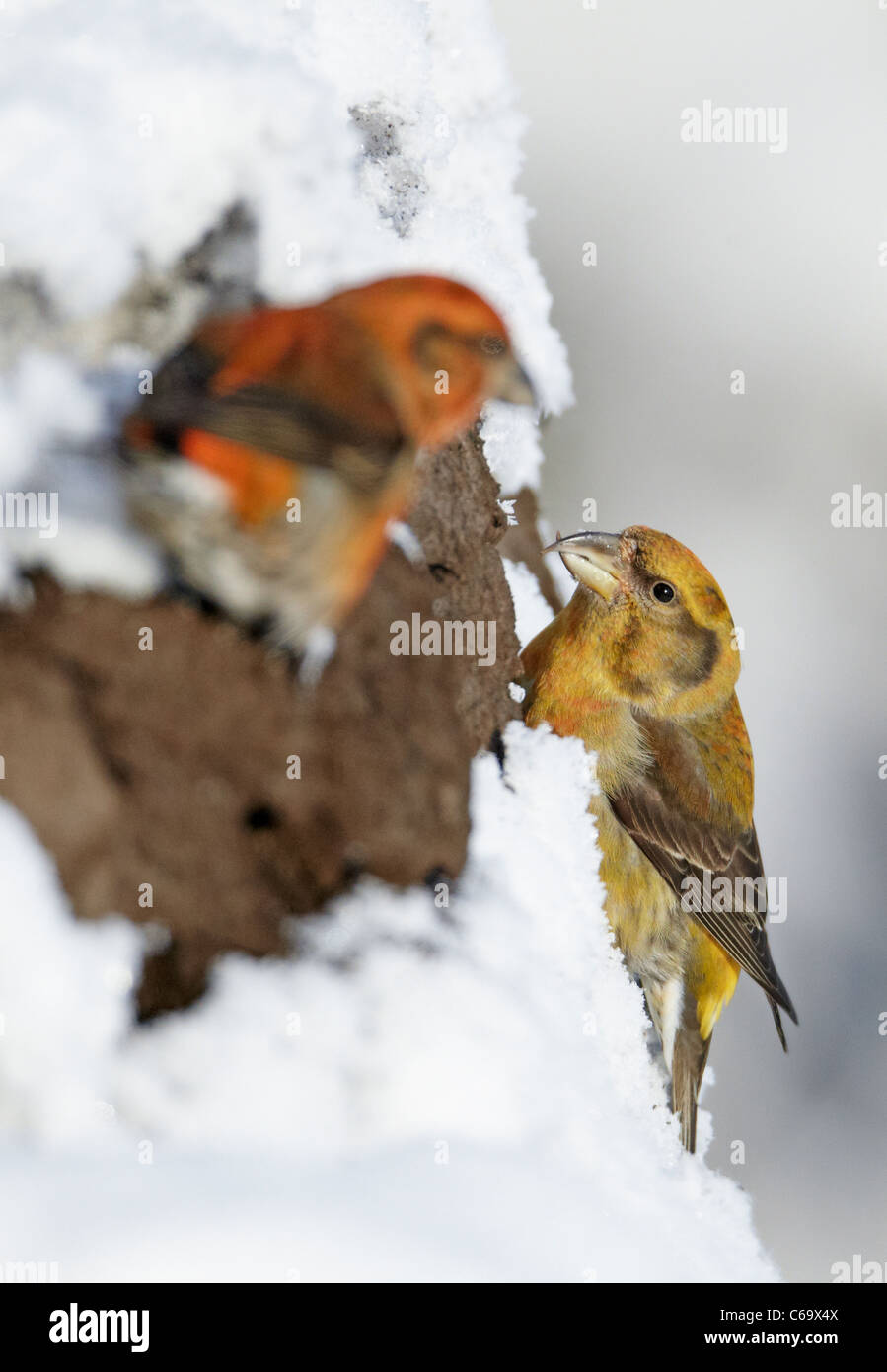 Vertical vertebrate passeriformes passeri female passerine bird ...