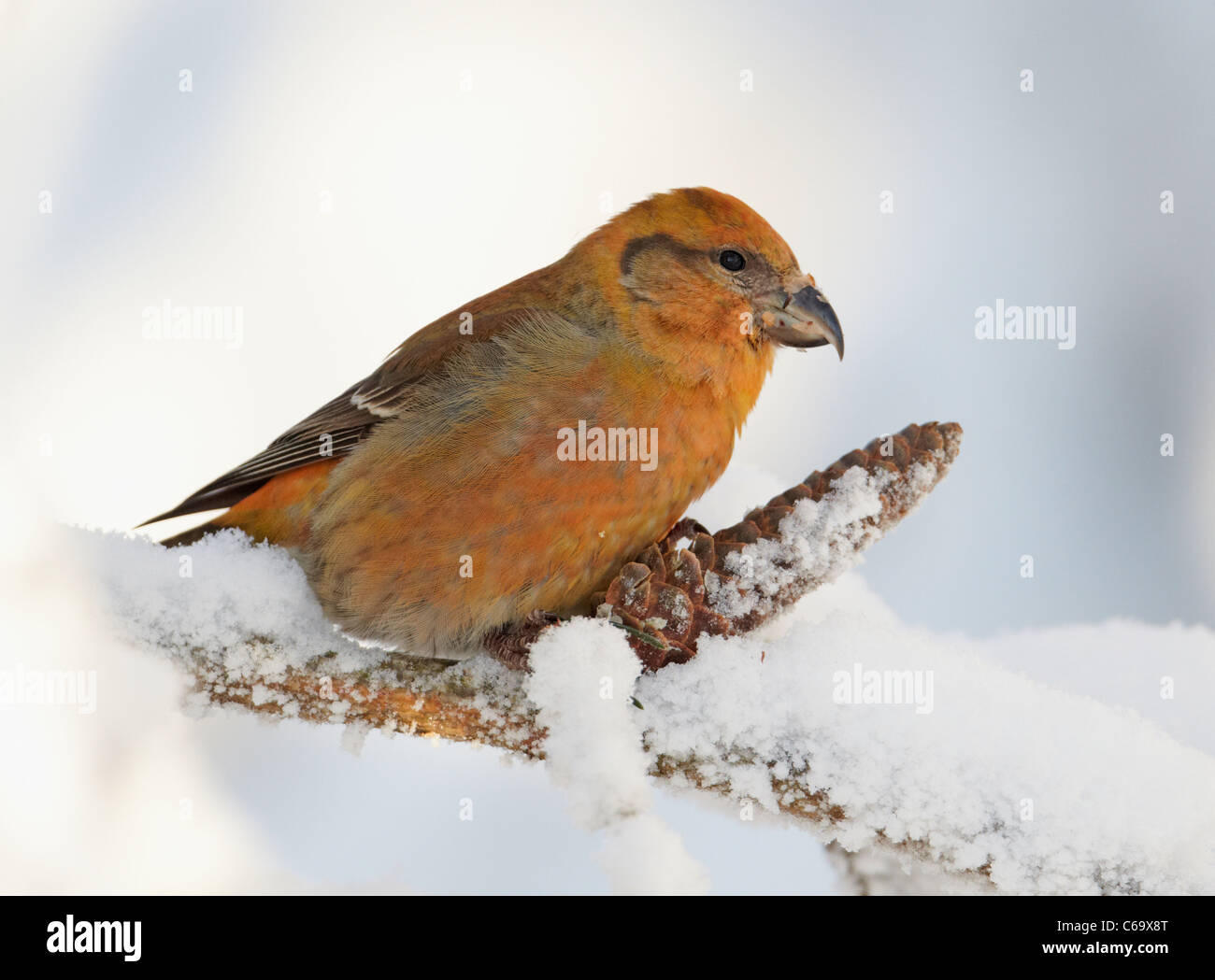 Animal seeds hi-res stock photography and images - Alamy