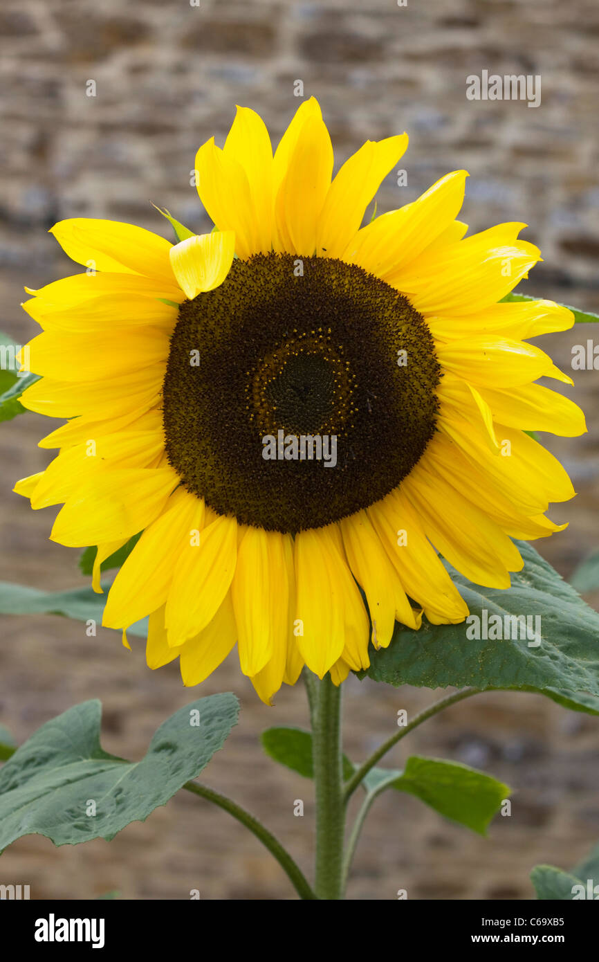 Head inflorescence sunflower helianthus hi-res stock photography and ...