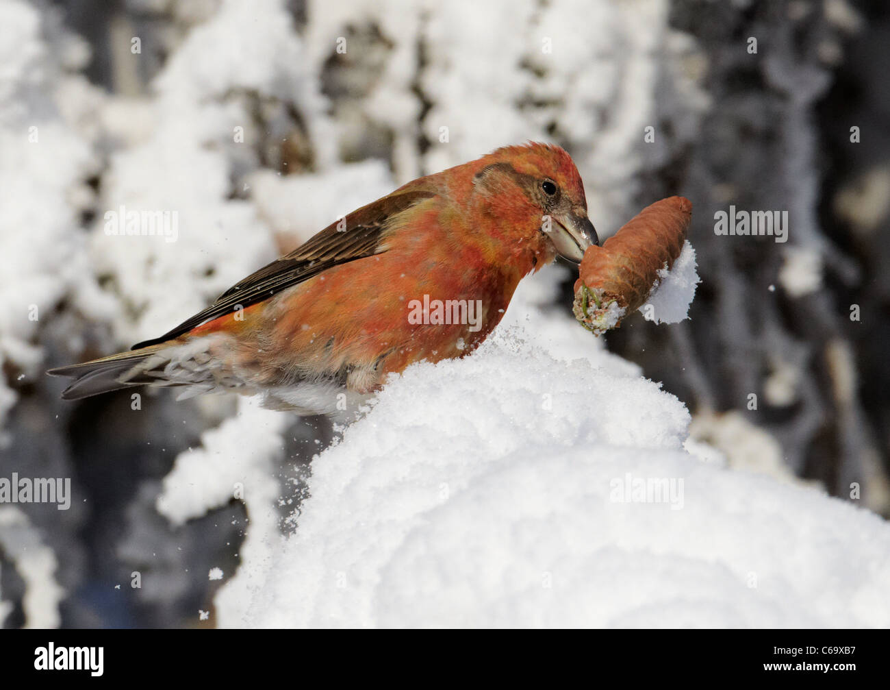 Common Crossbill, Red Crossbill (Loxia curvirostra). Male eating seeds ...
