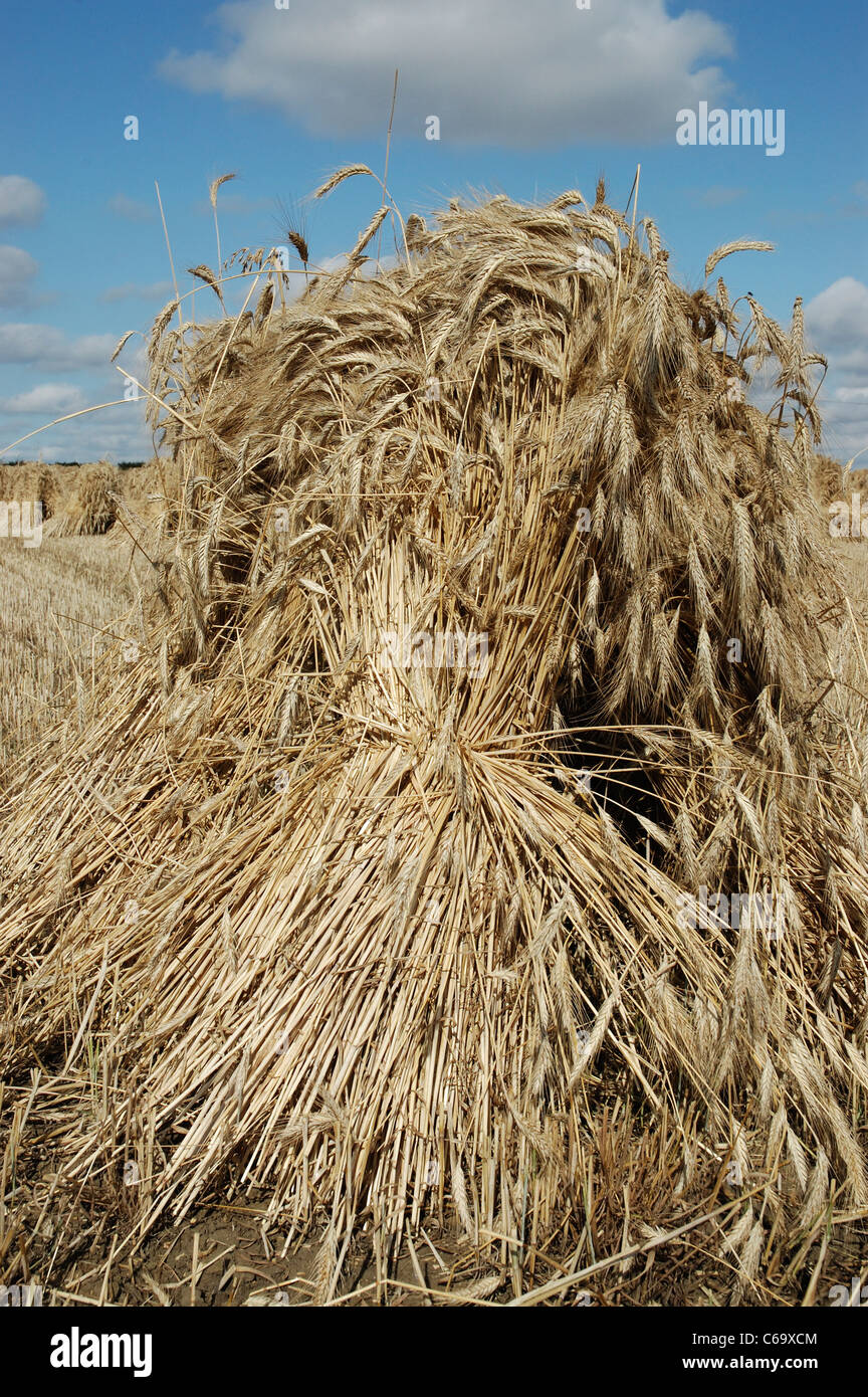 The wheatsheaf hi-res stock photography and images - Alamy