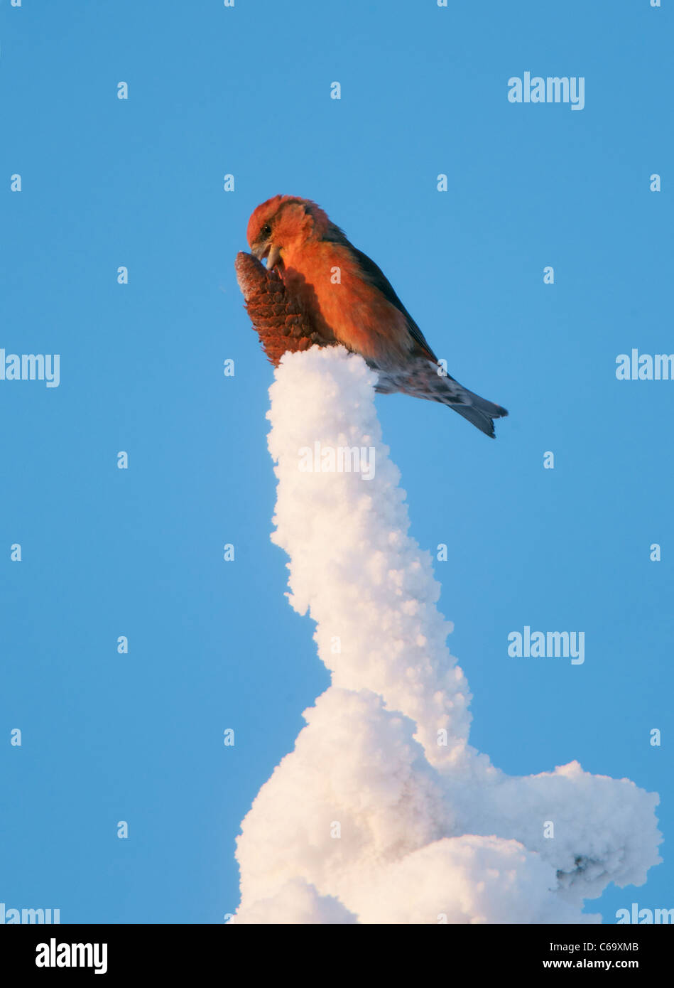 Crossbill loxia foraging hi-res stock photography and images - Alamy