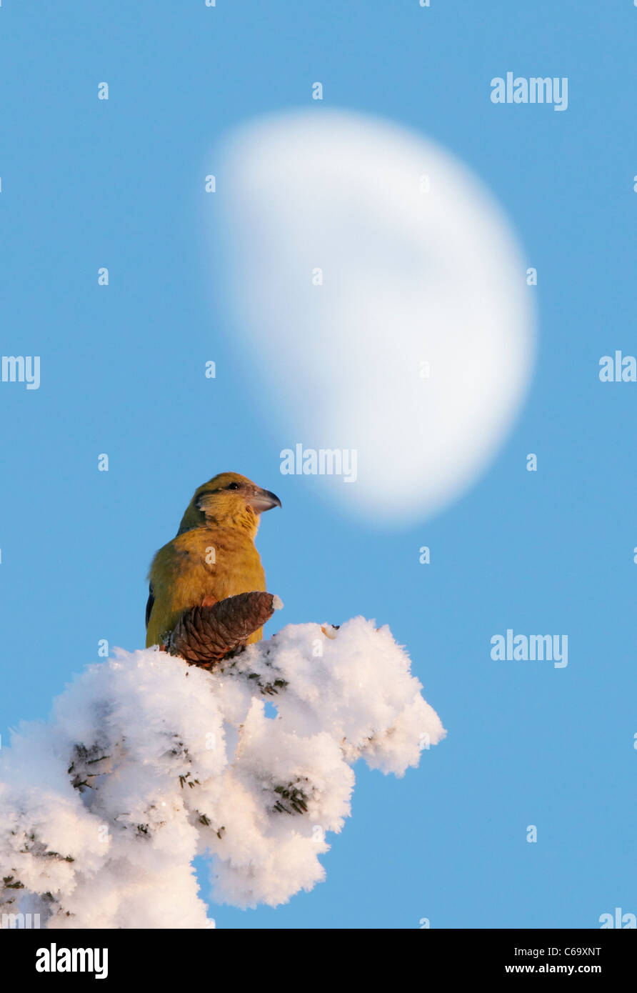 Vertical vertebrate passeriformes passeri female passerine bird ...
