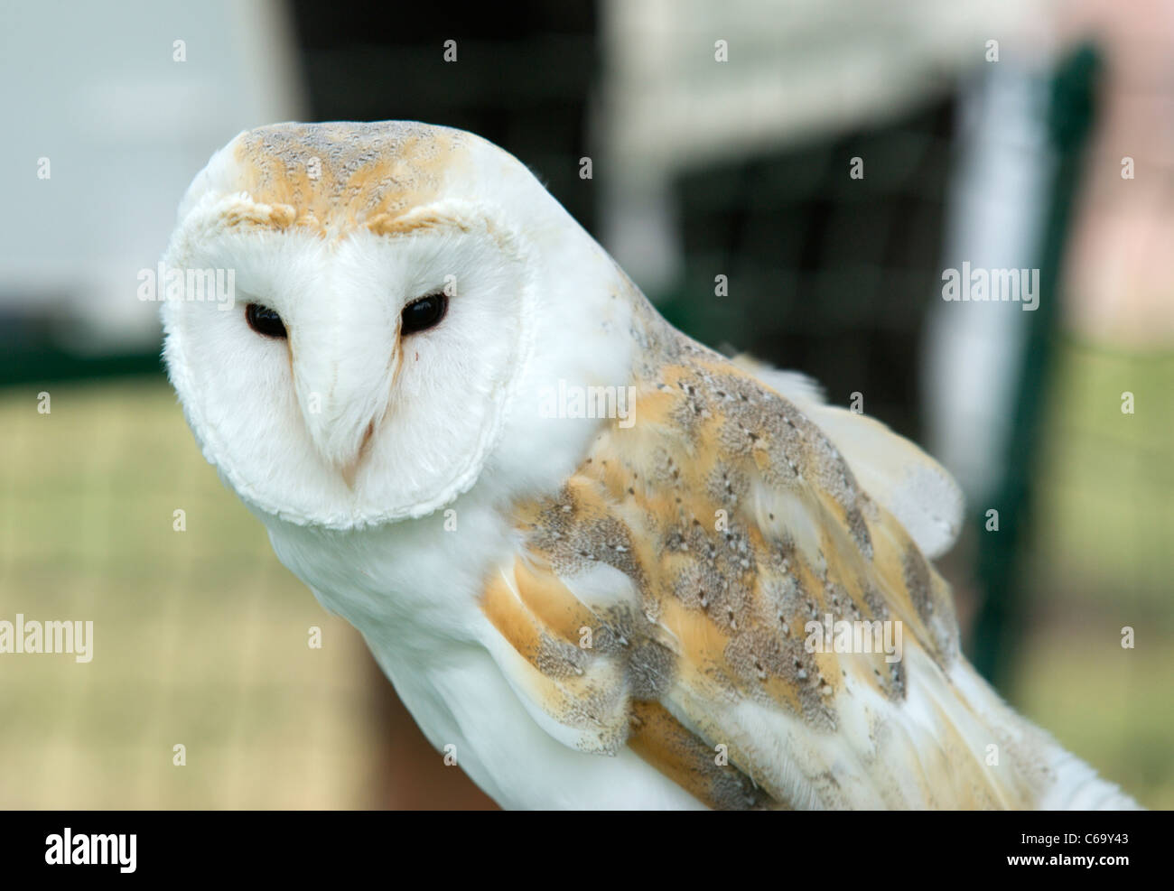 A barn owl at a display at a country show in Mid Devon Stock Photo - Alamy