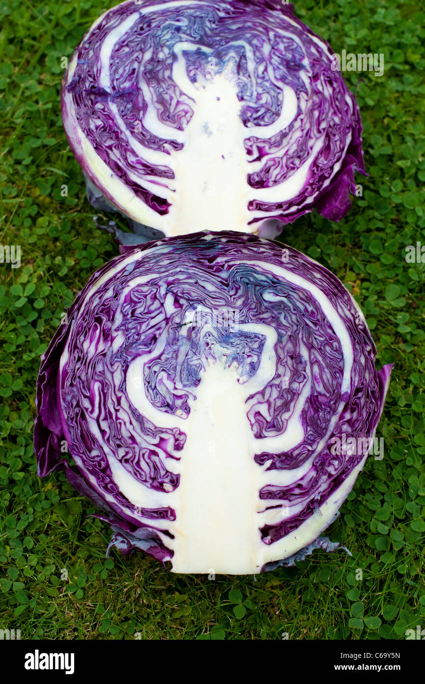Organic red cabbage cut in half Stock Photo - Alamy
