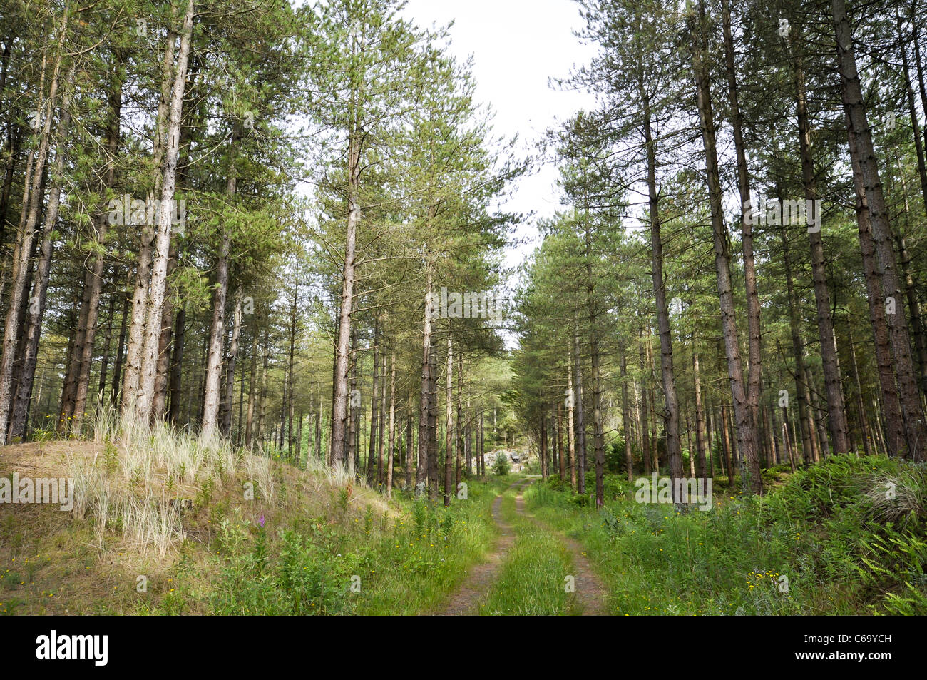 Newborough Forest Anglesey North Wales UK Stock Photo - Alamy