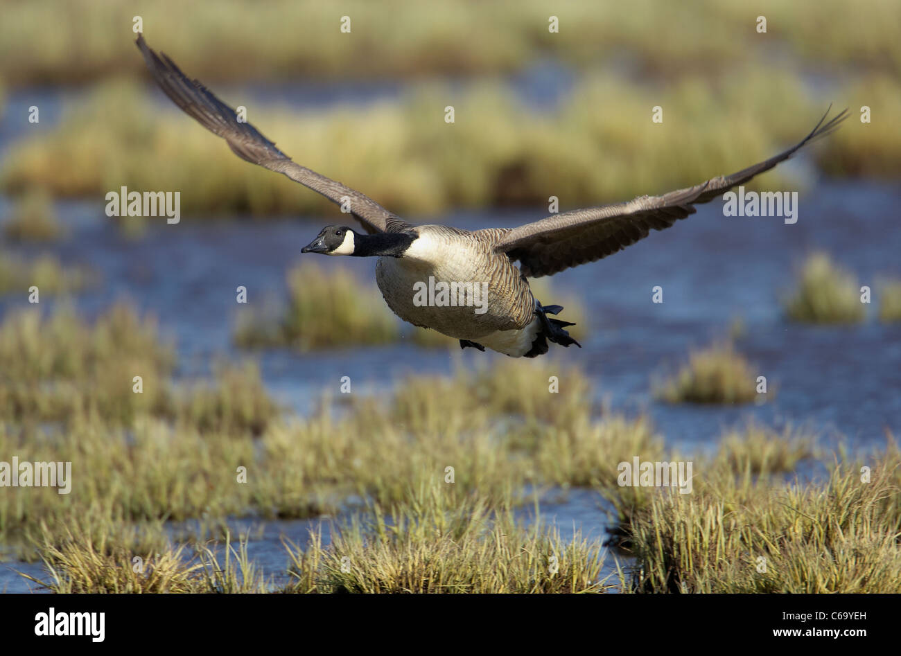 Canada Goose (Branta canadensis), adult in flight Stock Photo - Alamy