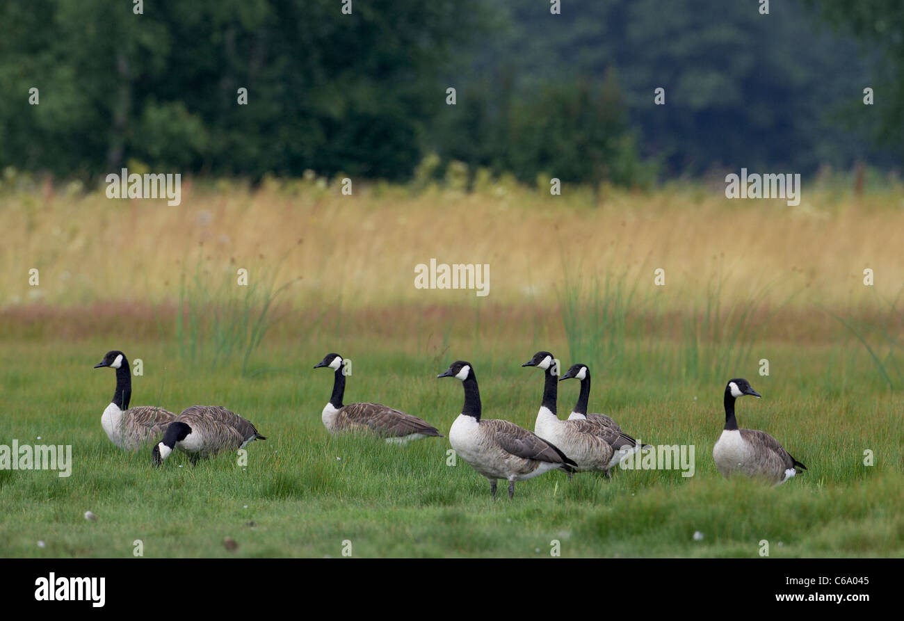 Grassland goose hi-res stock photography and images - Alamy
