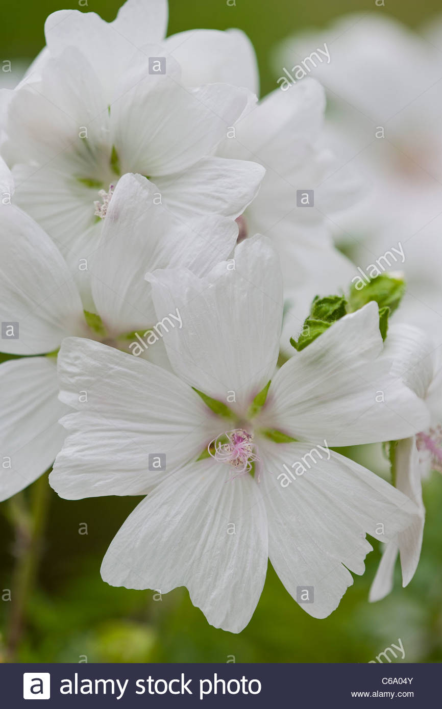 White Musk Stock Photos & White Musk Stock Images - Alamy