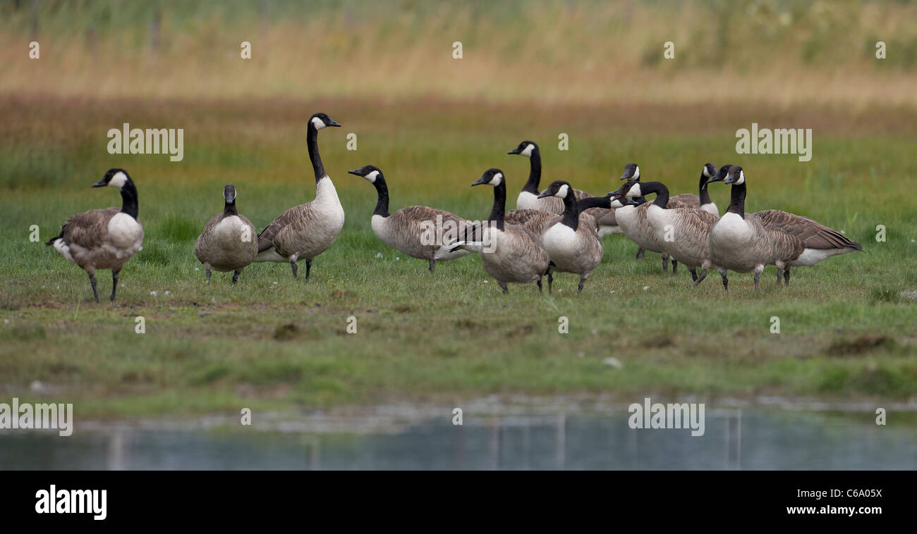 Grassland goose hi-res stock photography and images - Alamy