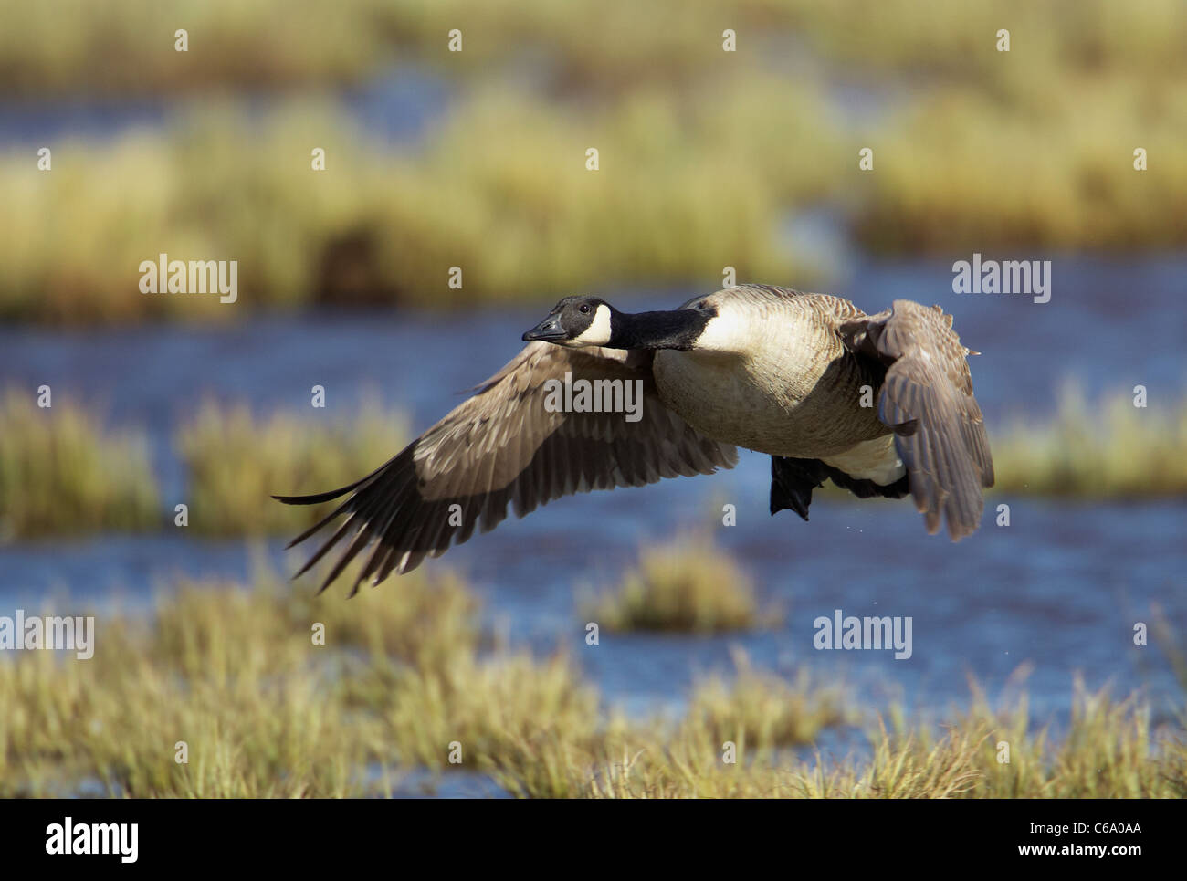 Canada Goose (Branta canadensis), adult in flight Stock Photo - Alamy