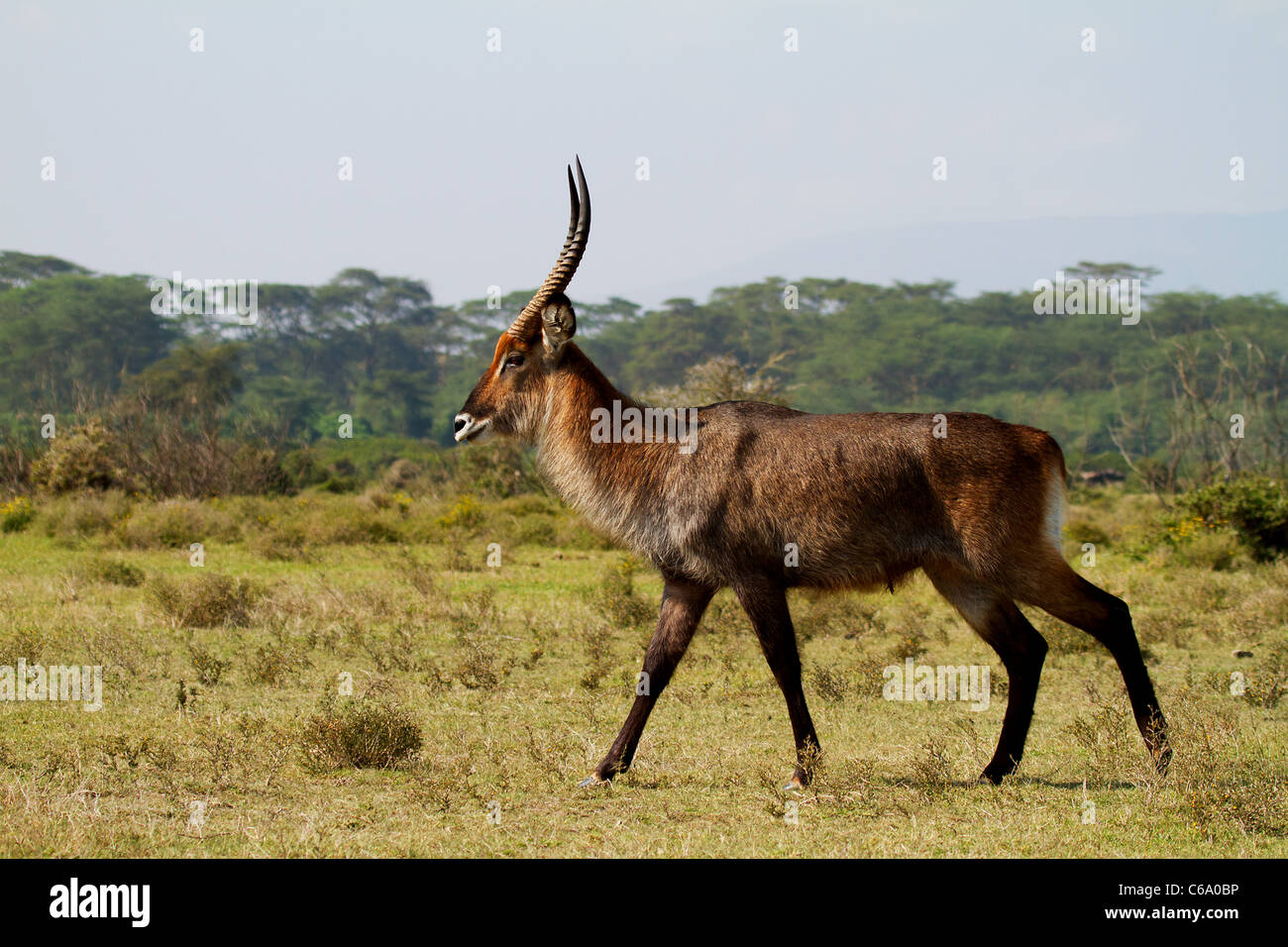 Waterbuck walking hi-res stock photography and images - Alamy