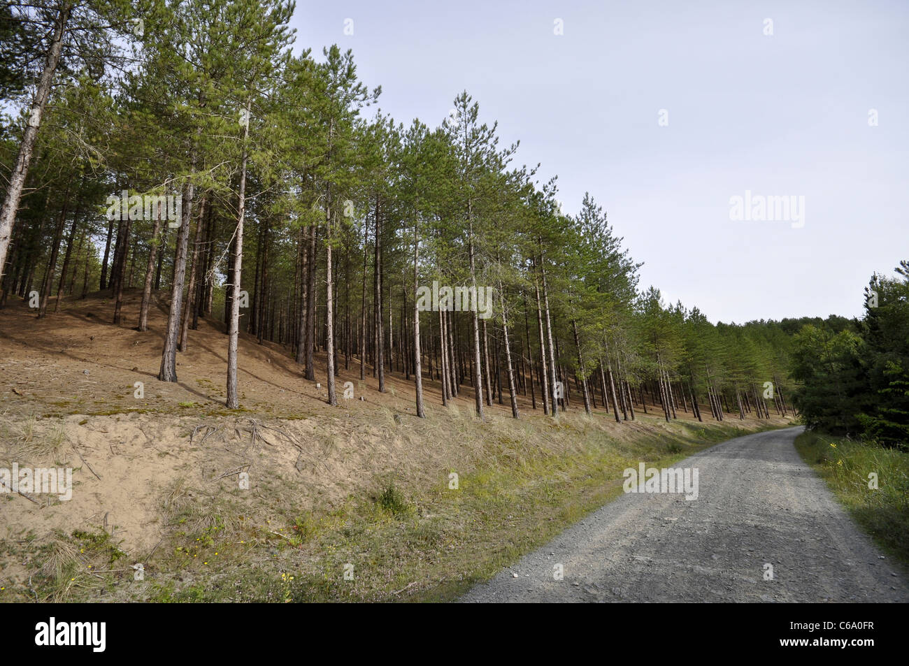 Newborough Forest Anglesey North Wales UK Stock Photo - Alamy