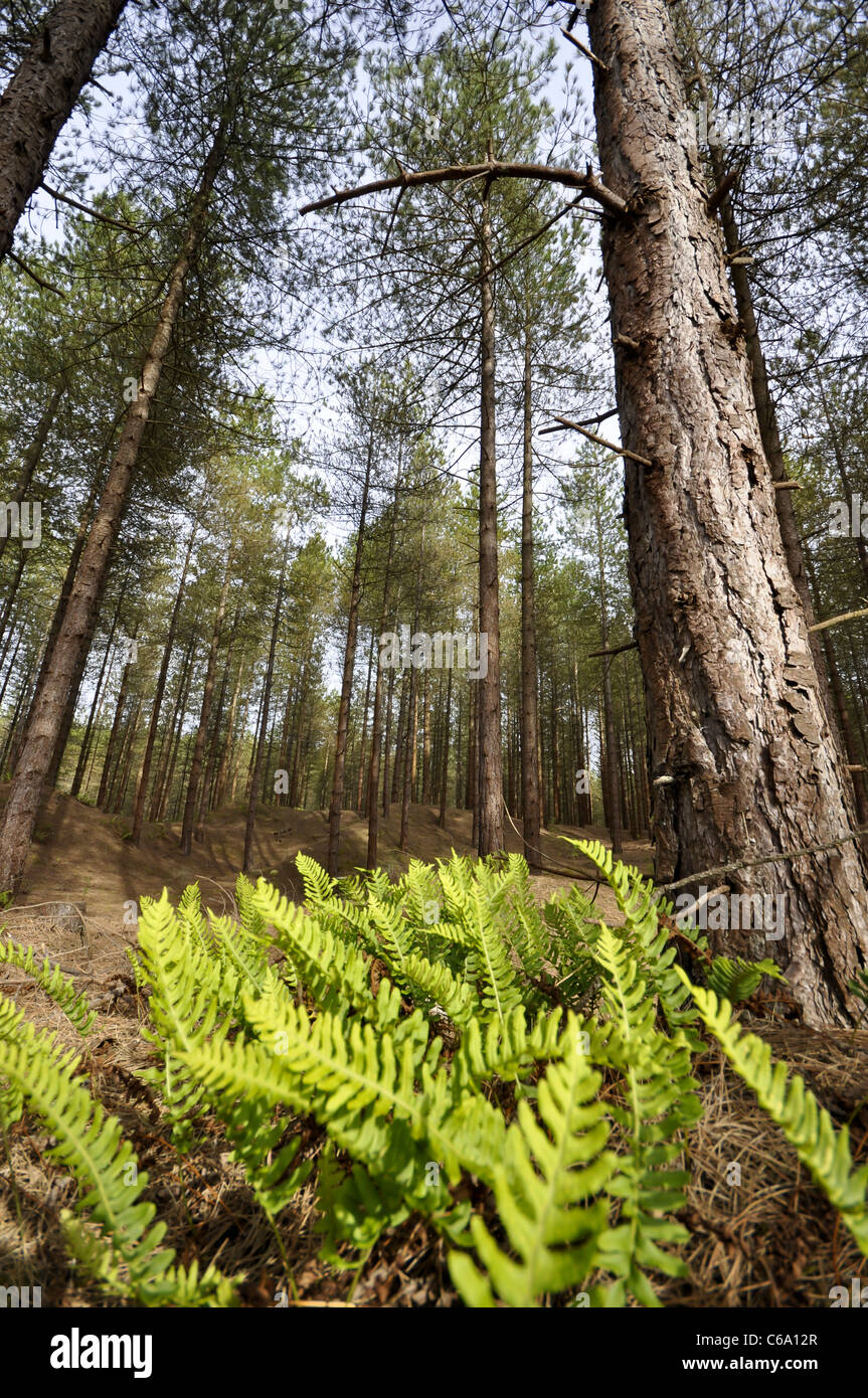 Newborough Forest Anglesey North Wales UK Stock Photo - Alamy