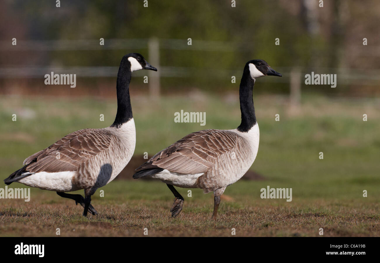 Male female canada goose hi-res stock photography and images - Alamy
