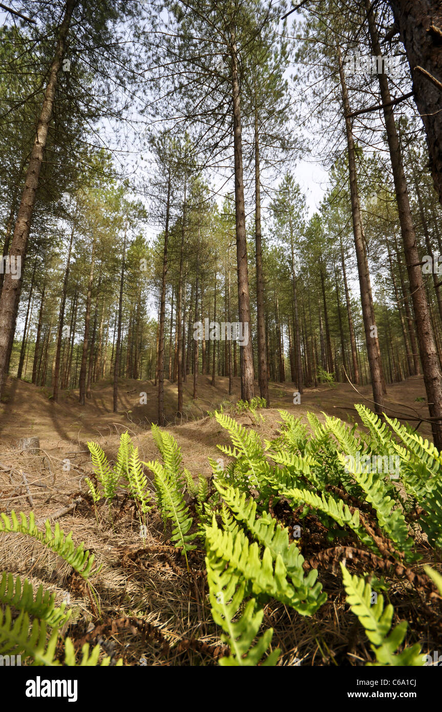 Newborough Forest Anglesey North Wales UK Stock Photo - Alamy