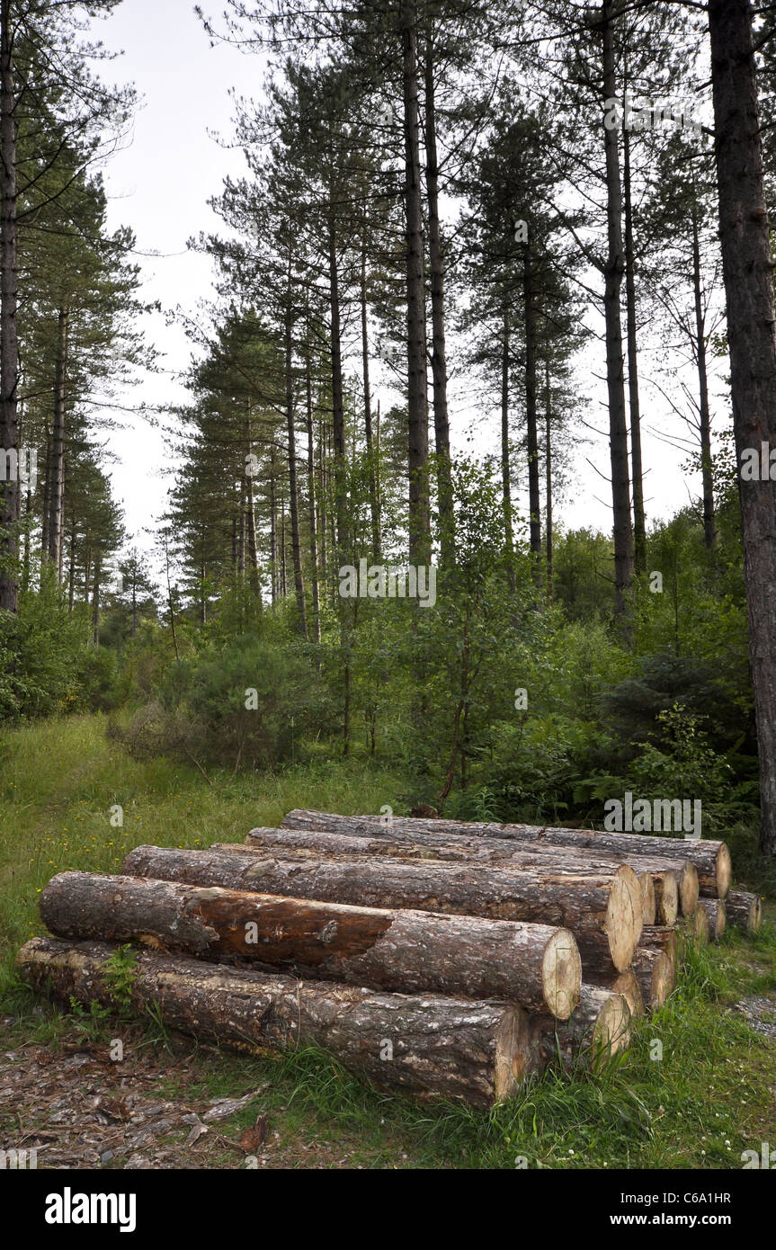 Newborough Forest Anglesey North Wales UK Stock Photo - Alamy