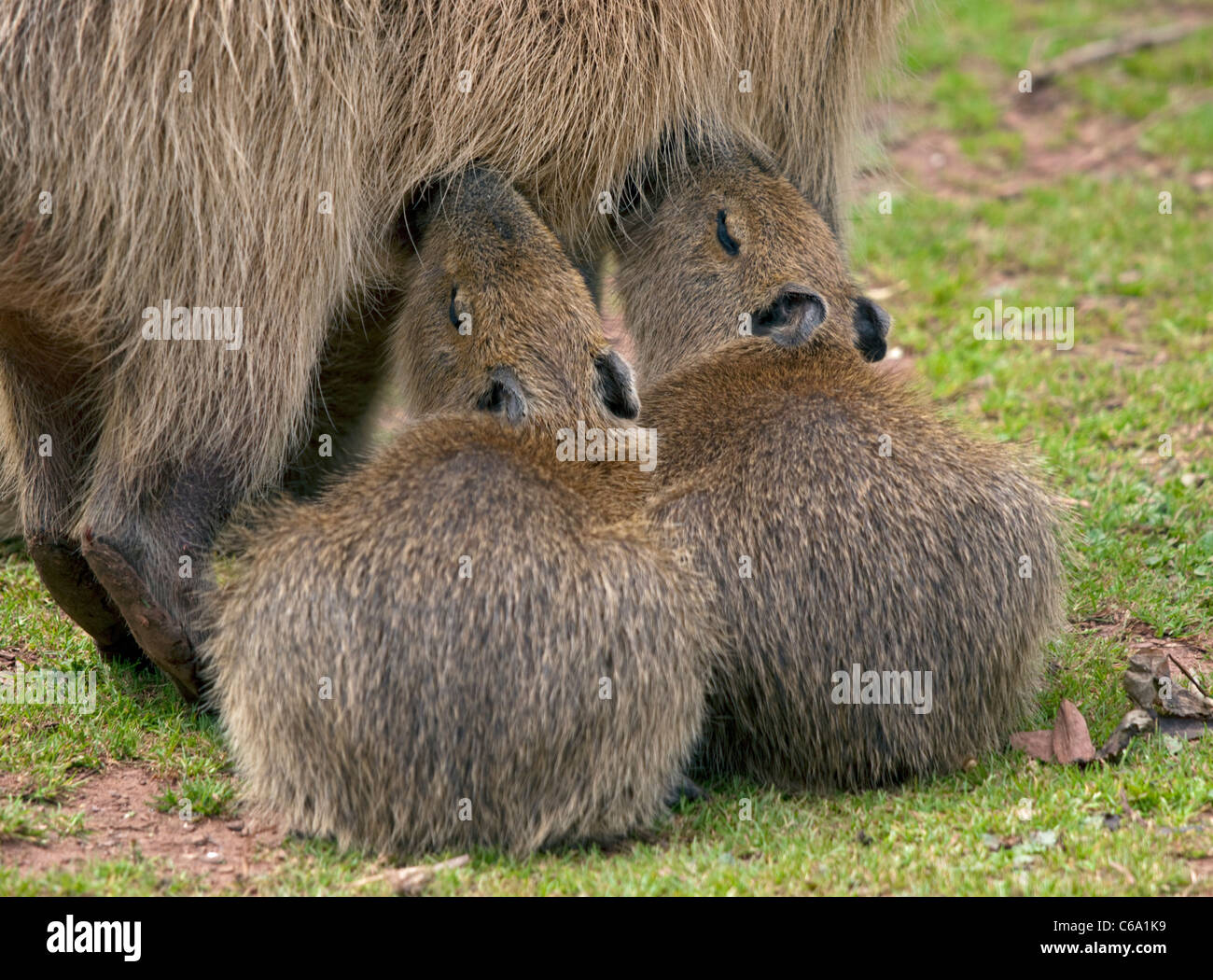 Capybara mother feeding young (hydrochoerus hydraochaeris Stock Photo ...