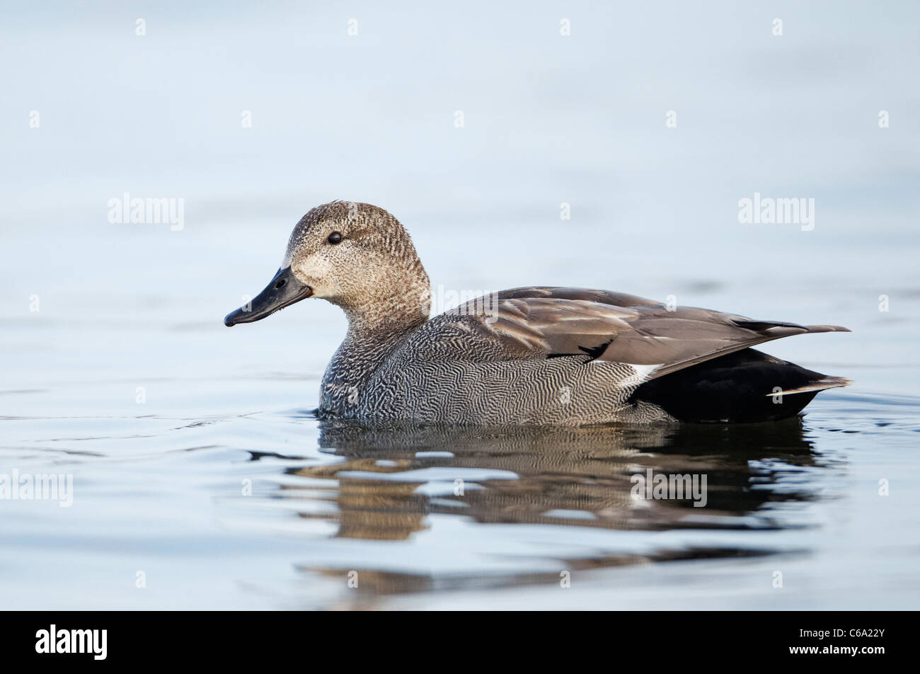 Drake gadwall duck hi-res stock photography and images - Alamy